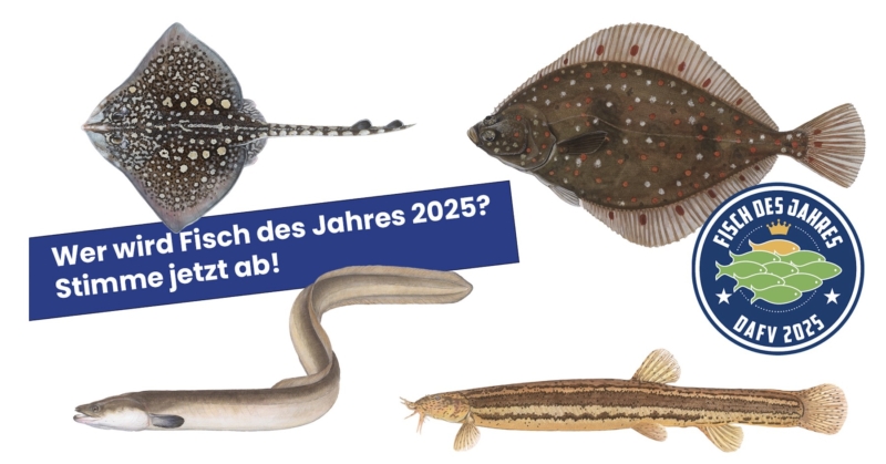 Wahl zum Fisch des Jahres 2025 - Gesellschaft für Ichthyologie e.V.